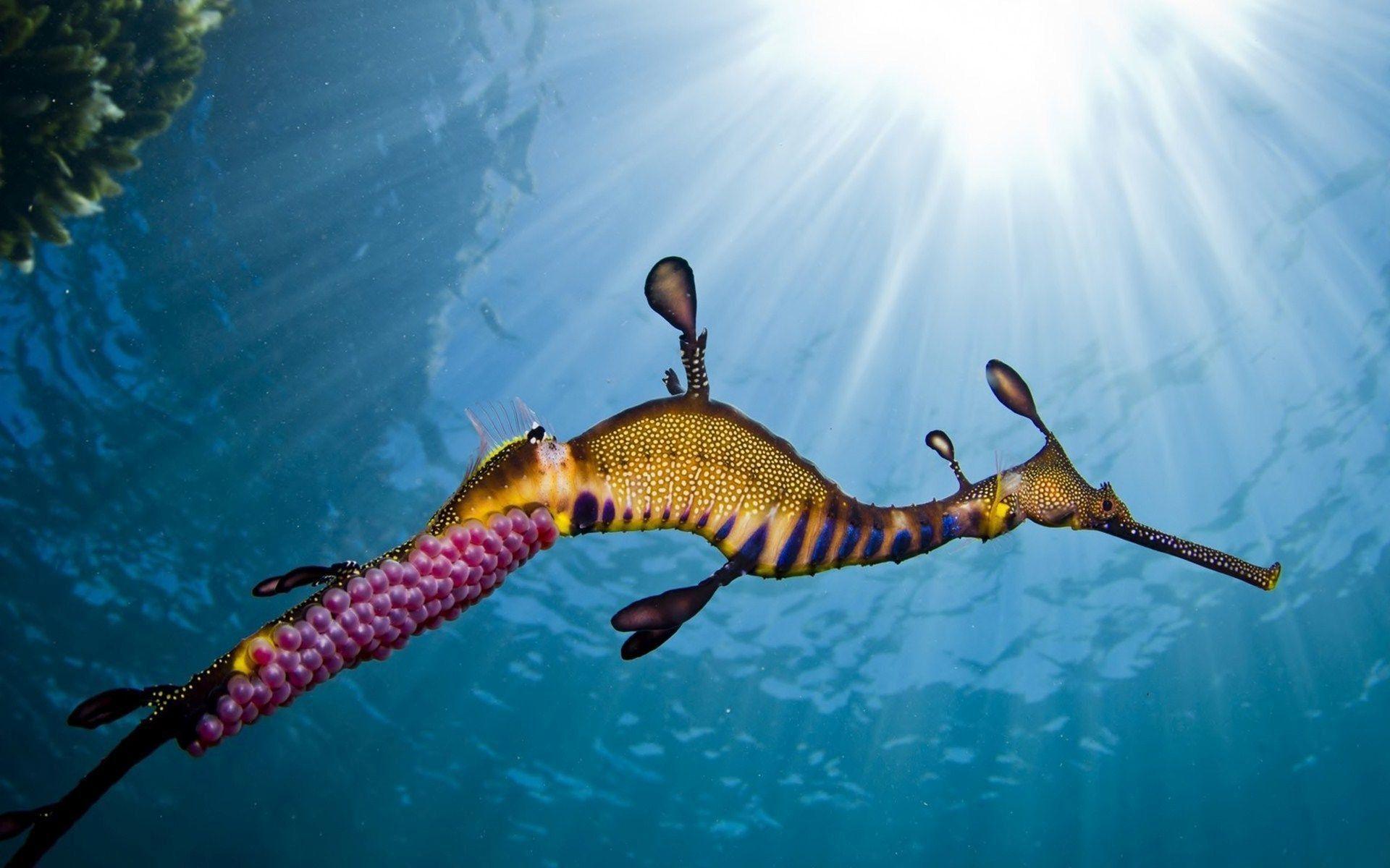 Sea Dragon Wallpapers - Top Free Sea Dragon Backgrounds - WallpaperAccess