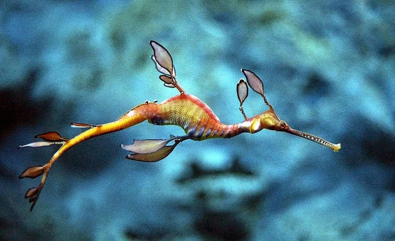 Sea Dragon Wallpapers - Top Free Sea Dragon Backgrounds - WallpaperAccess