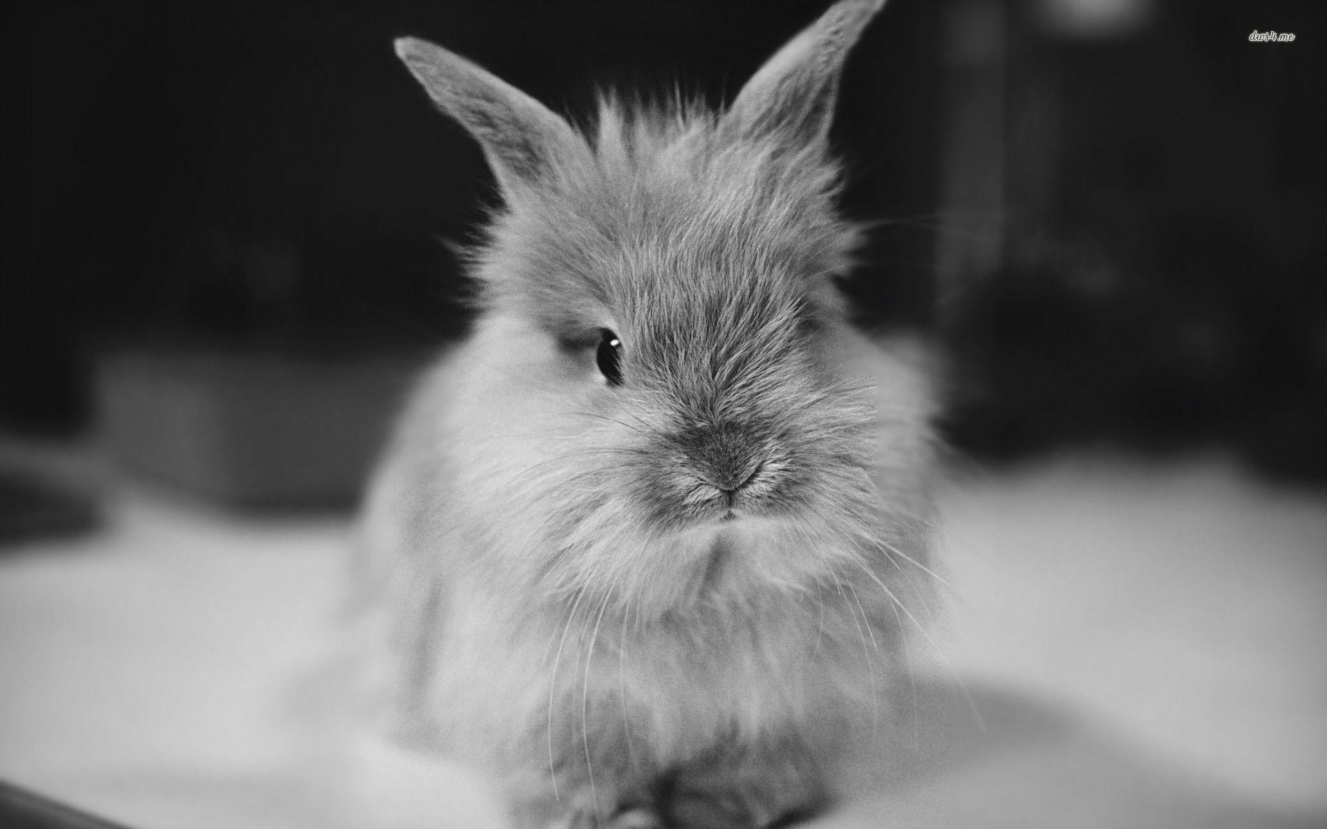 Cute Bunnies Wallpapers - Top Free Cute Bunnies Backgrounds ...