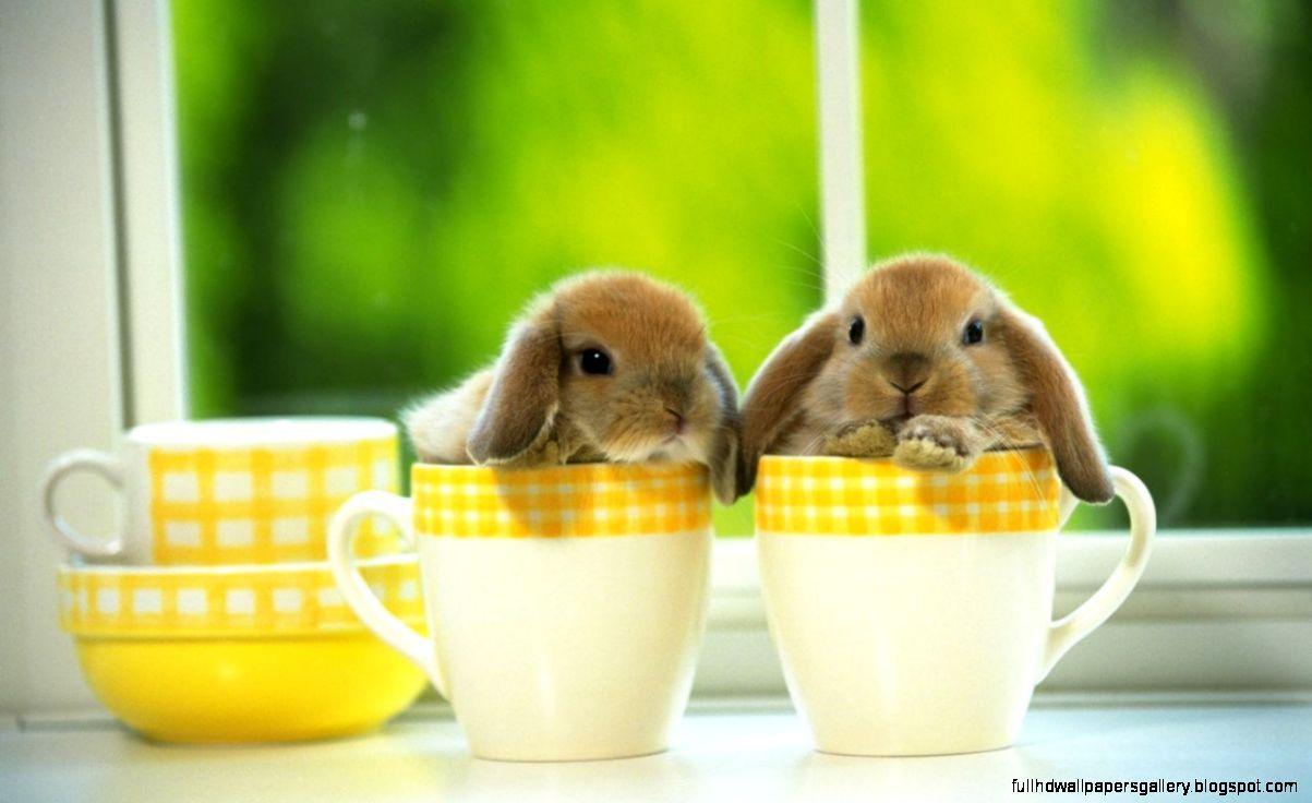 Cute Baby Bunnies Wallpapers - Top Free Cute Baby Bunnies Backgrounds ...
