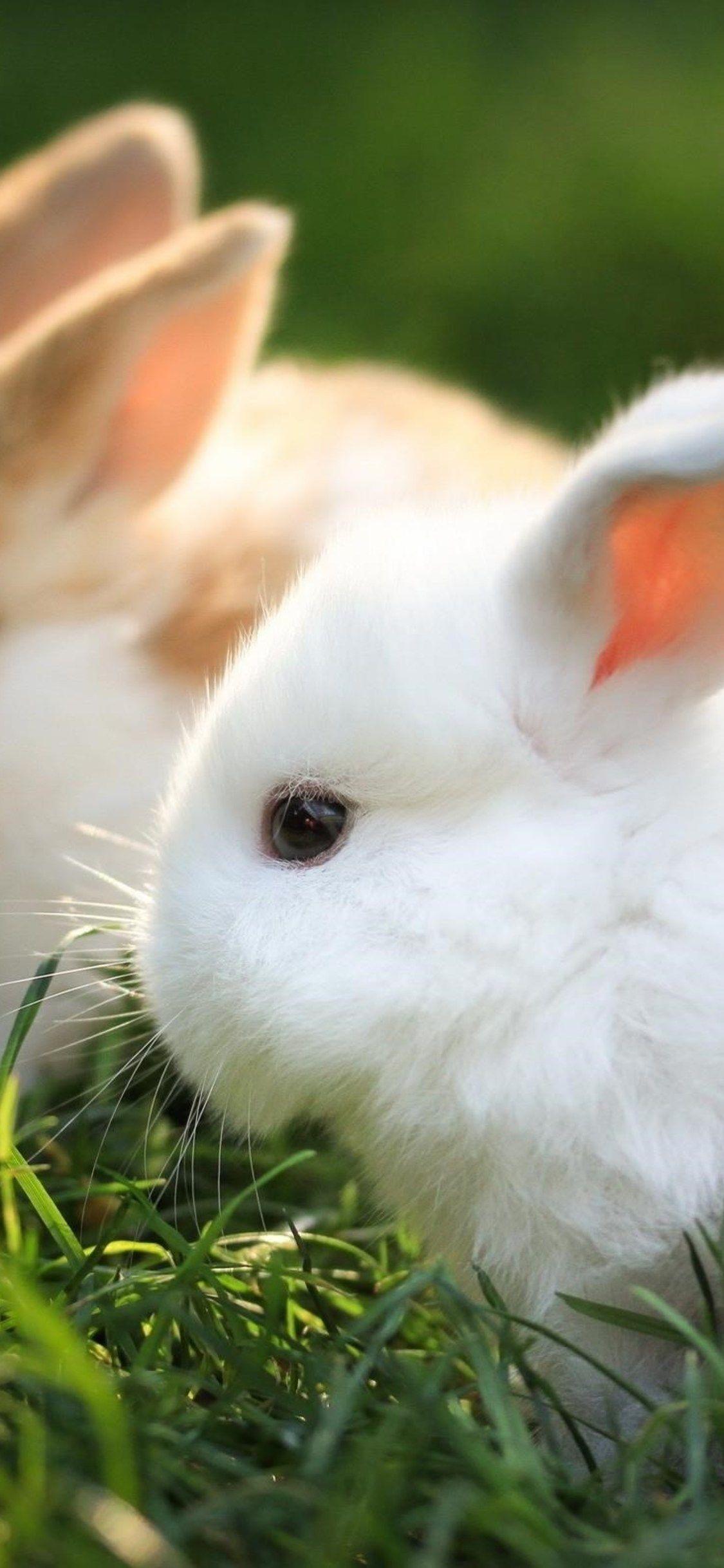 Cute Bunny 4K Wallpapers - Top Free Cute Bunny 4K Backgrounds ...