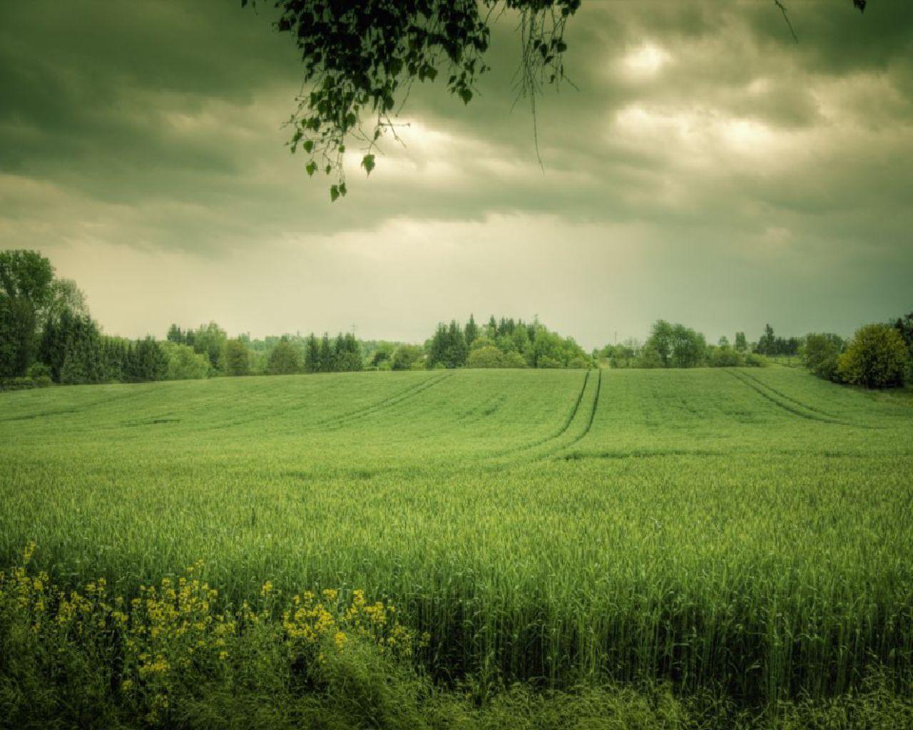 Green Field Wallpapers - Top Free Green Field Backgrounds - WallpaperAccess