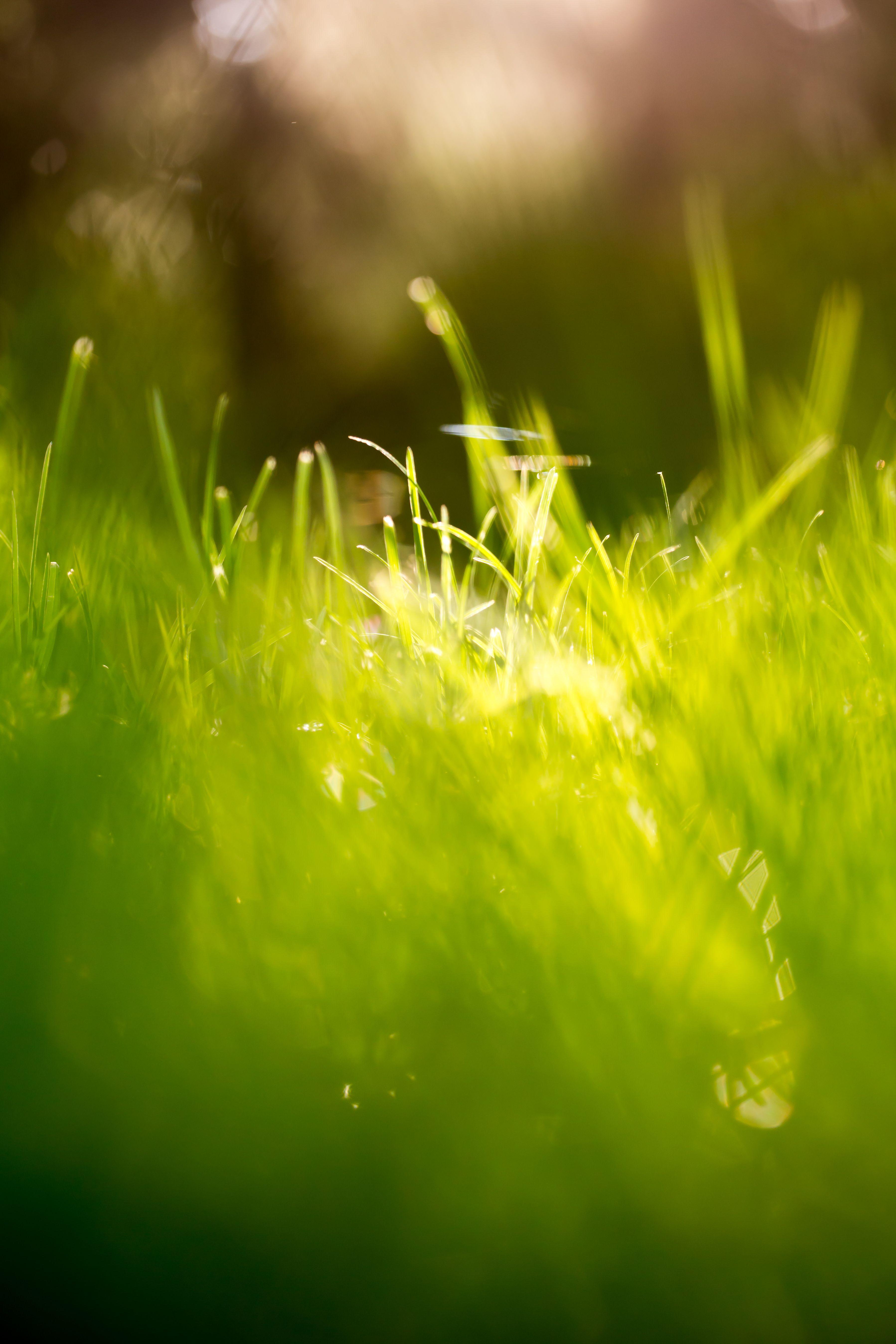Grass Field Wallpapers - Top Free Grass Field Backgrounds - WallpaperAccess