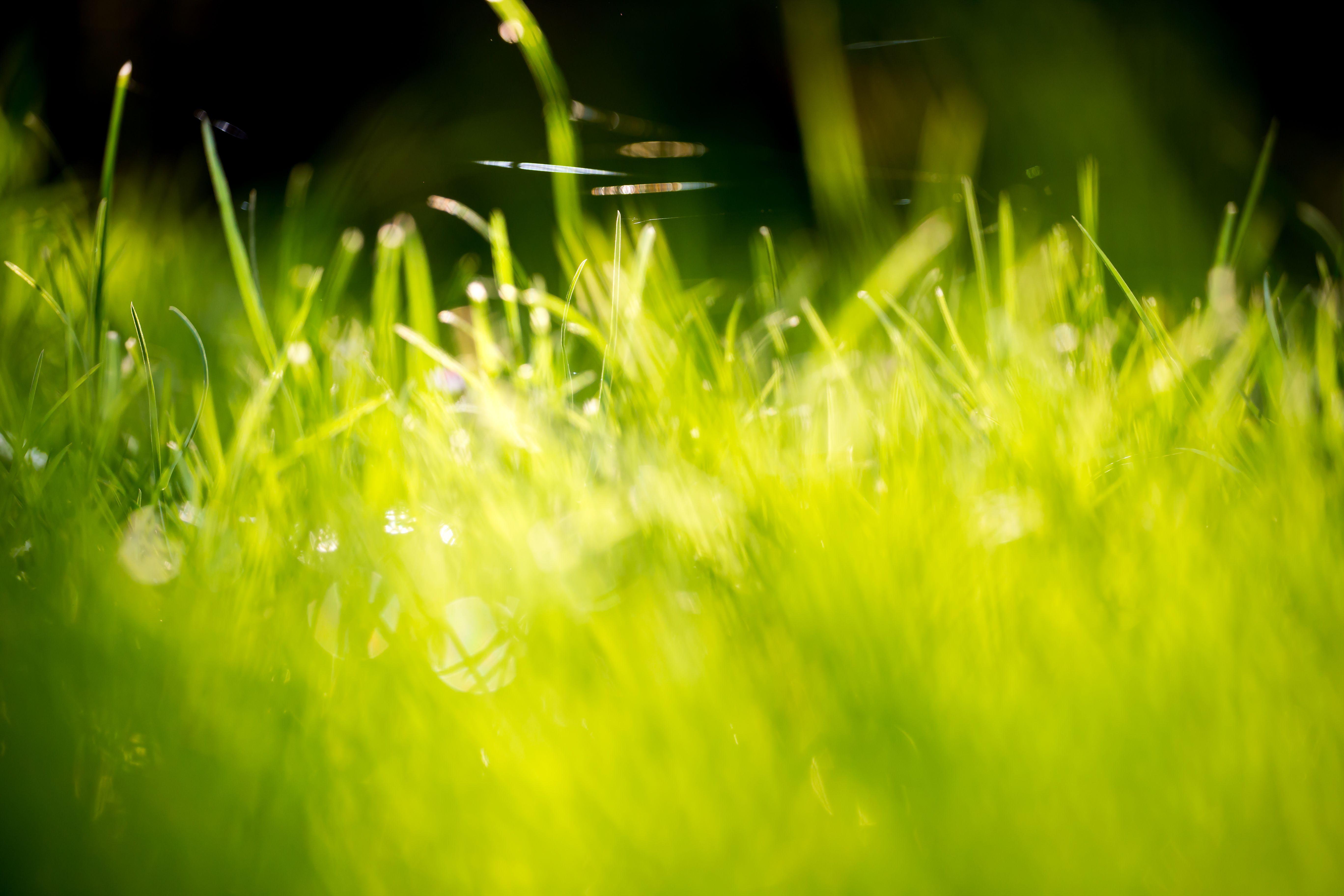 Field of Grass Wallpapers - Top Free Field of Grass Backgrounds ...