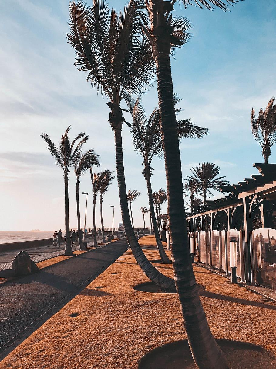 Canarias Wallpapers - Top Free Canarias Backgrounds - WallpaperAccess