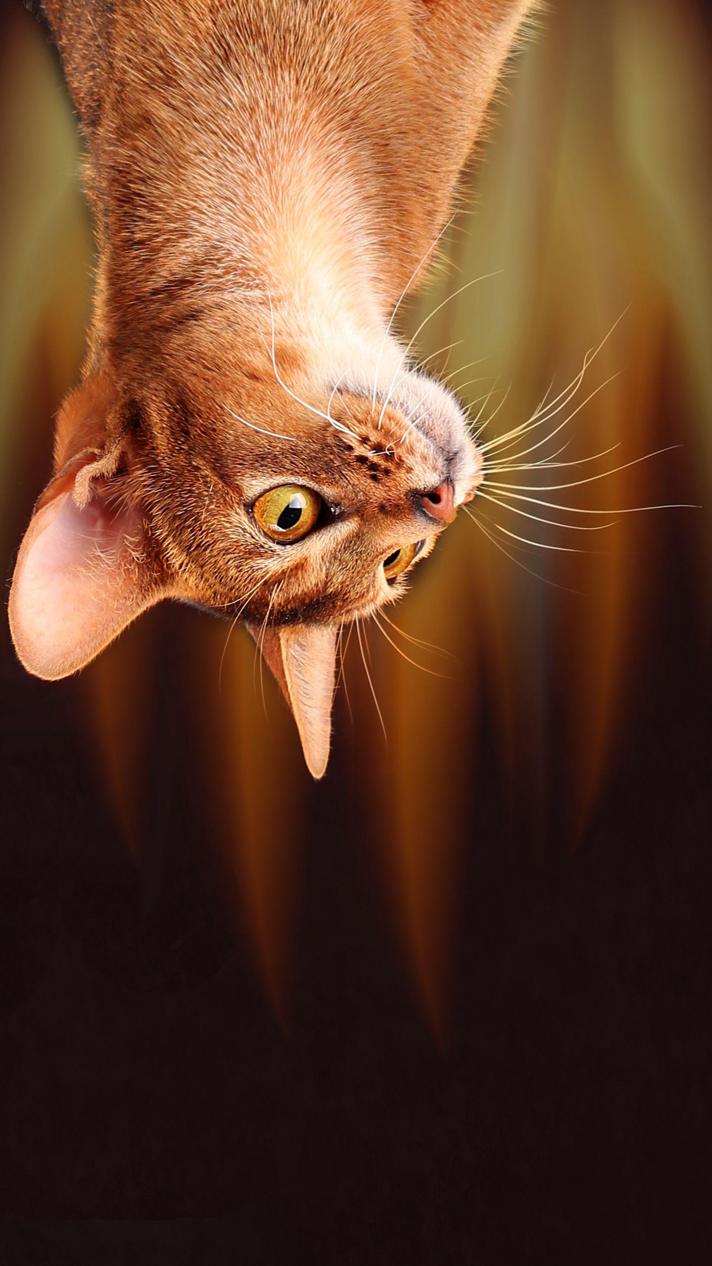 Cool Galaxy Cat Wallpapers - Top Free Cool Galaxy Cat Backgrounds ...