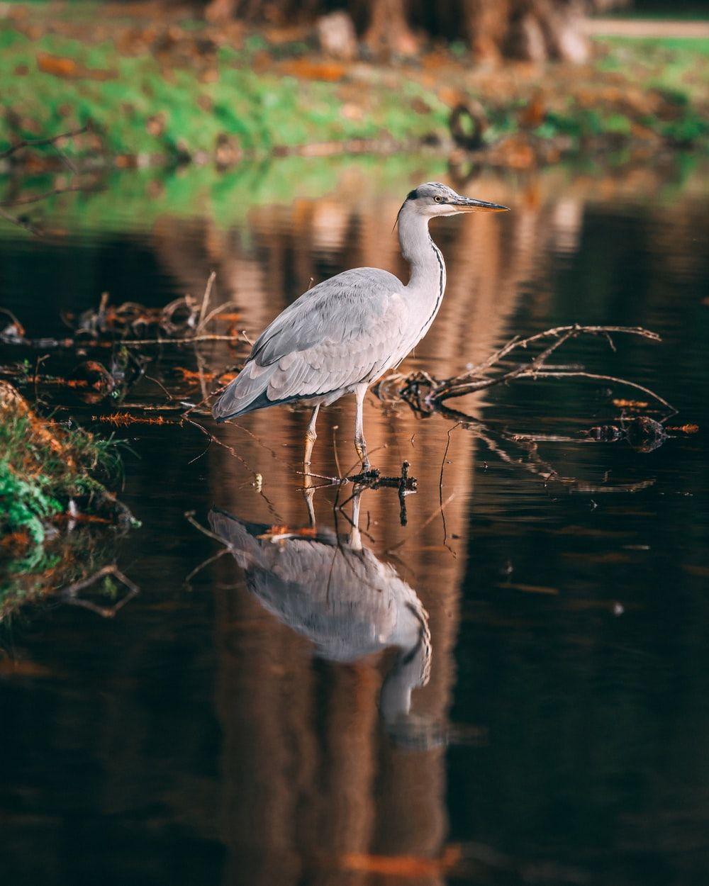 Wild Photography Wallpapers - Top Free Wild Photography Backgrounds ...