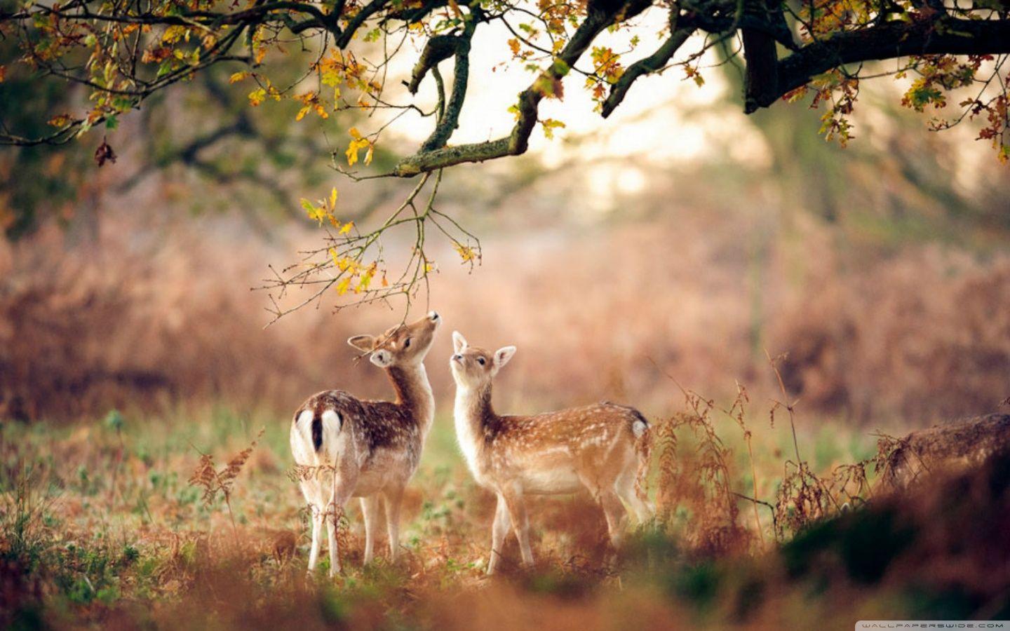 Wild Photography Wallpapers - Top Free Wild Photography Backgrounds ...