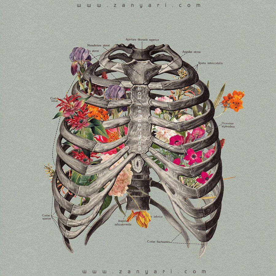 Rib Cage Wallpapers - Top Free Rib Cage Backgrounds - WallpaperAccess