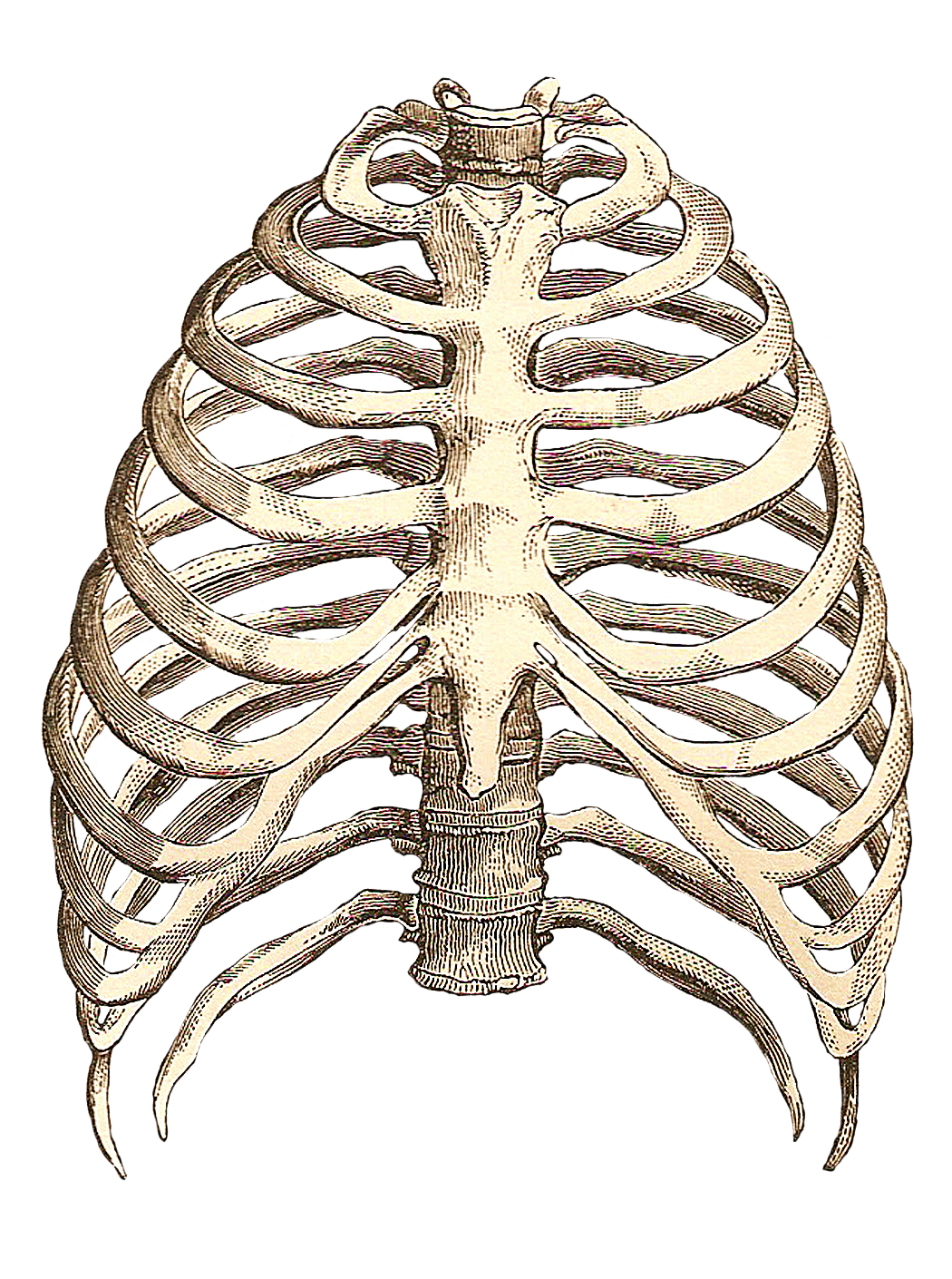 Rib Cage Wallpapers - Top Free Rib Cage Backgrounds - WallpaperAccess