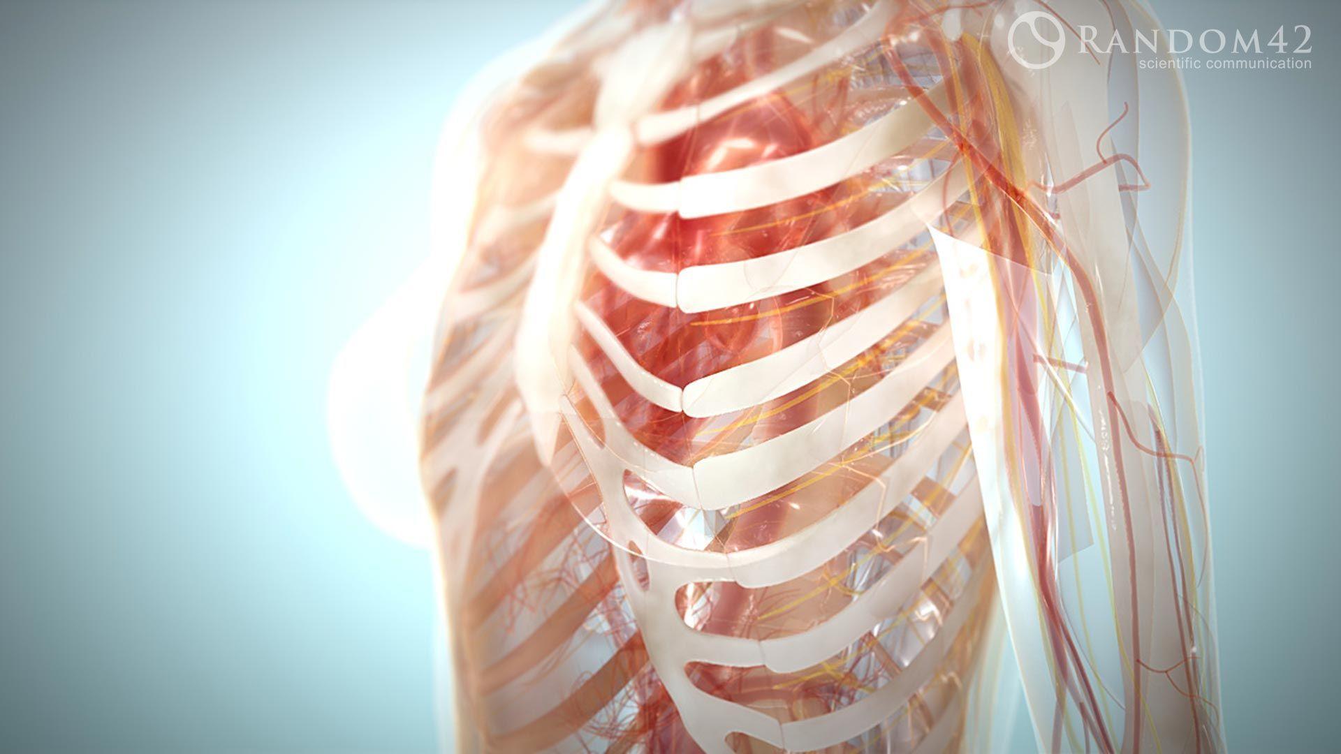 Rib Cage Wallpapers - Top Free Rib Cage Backgrounds - WallpaperAccess