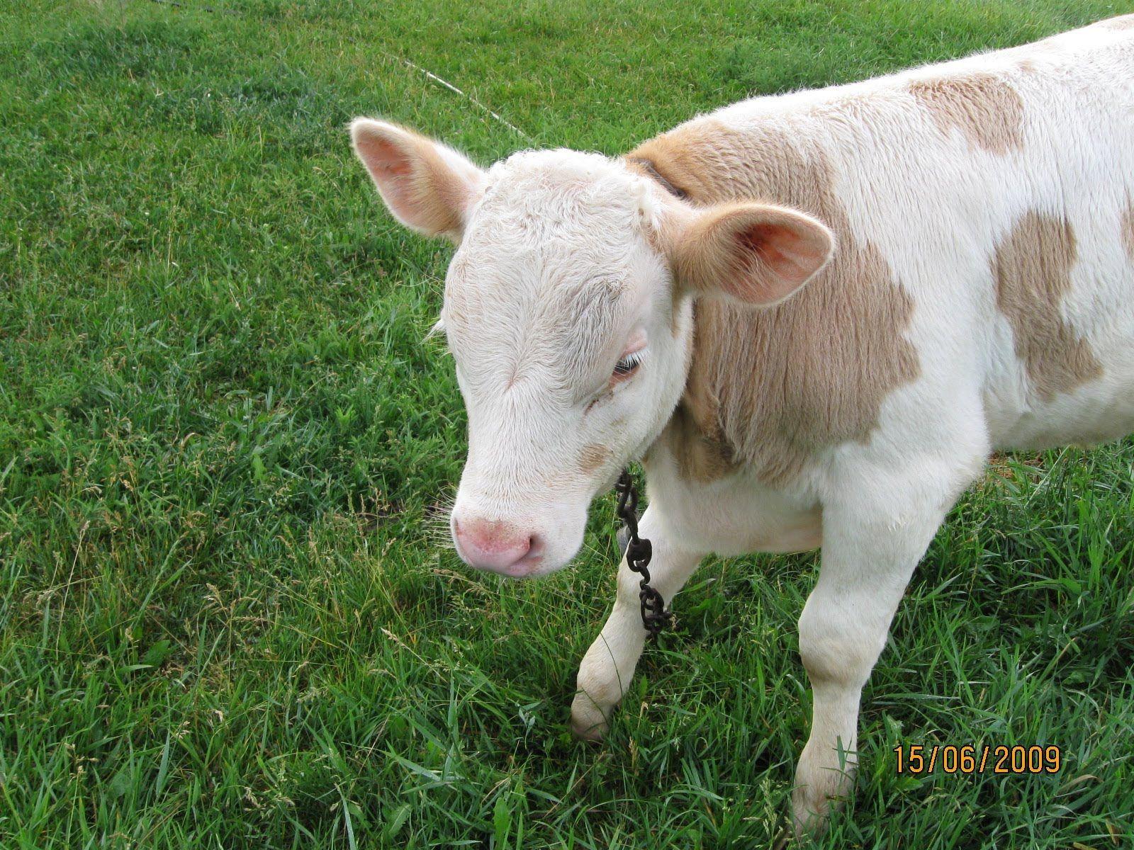 Baby Cow Wallpapers - Top Free Baby Cow Backgrounds - WallpaperAccess