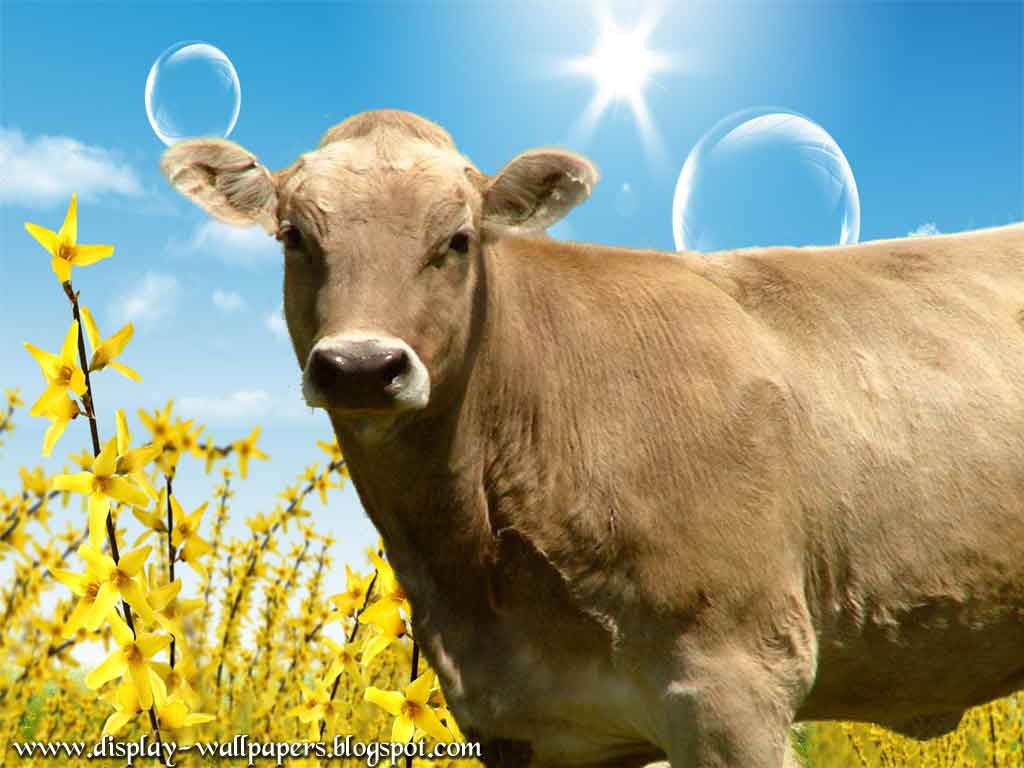 Baby Cow Wallpapers - Top Free Baby Cow Backgrounds - WallpaperAccess