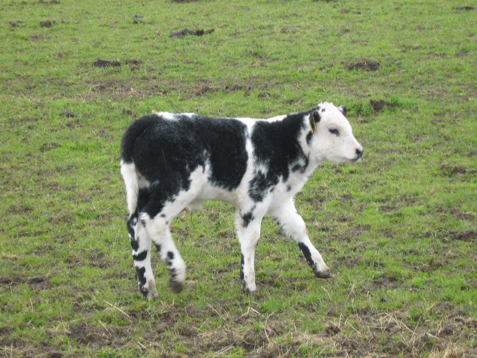 Baby Cow Wallpapers - Top Free Baby Cow Backgrounds - WallpaperAccess