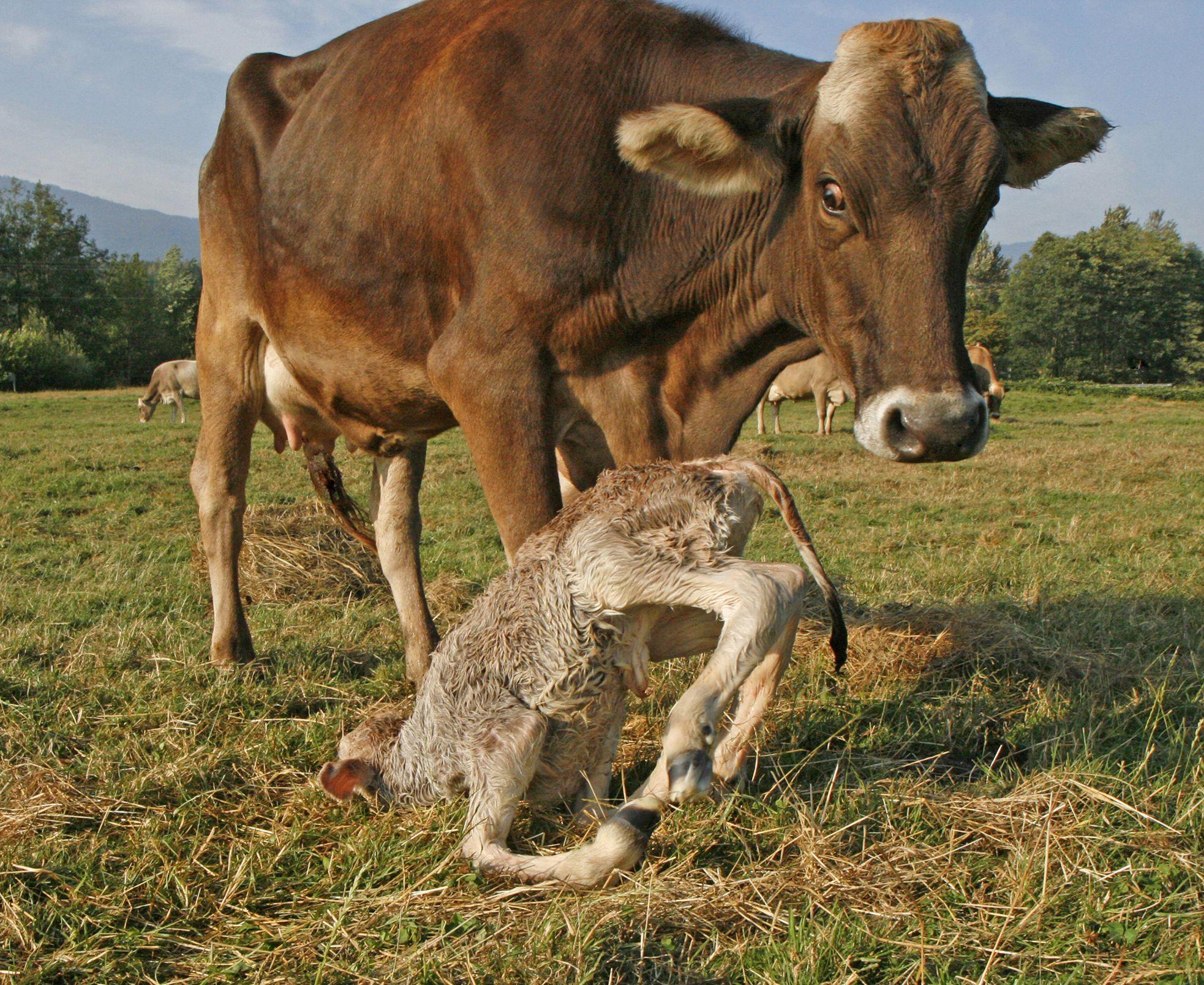 Baby Cow Wallpapers - Top Free Baby Cow Backgrounds - WallpaperAccess