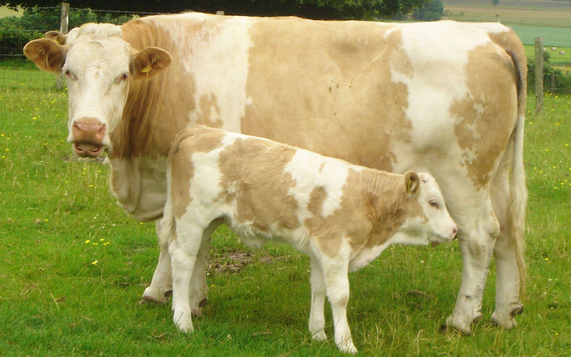 Baby Cow Wallpapers - Top Free Baby Cow Backgrounds - WallpaperAccess