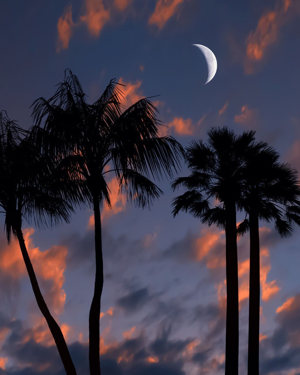 Tropical Night Wallpapers - Top Free Tropical Night Backgrounds ...
