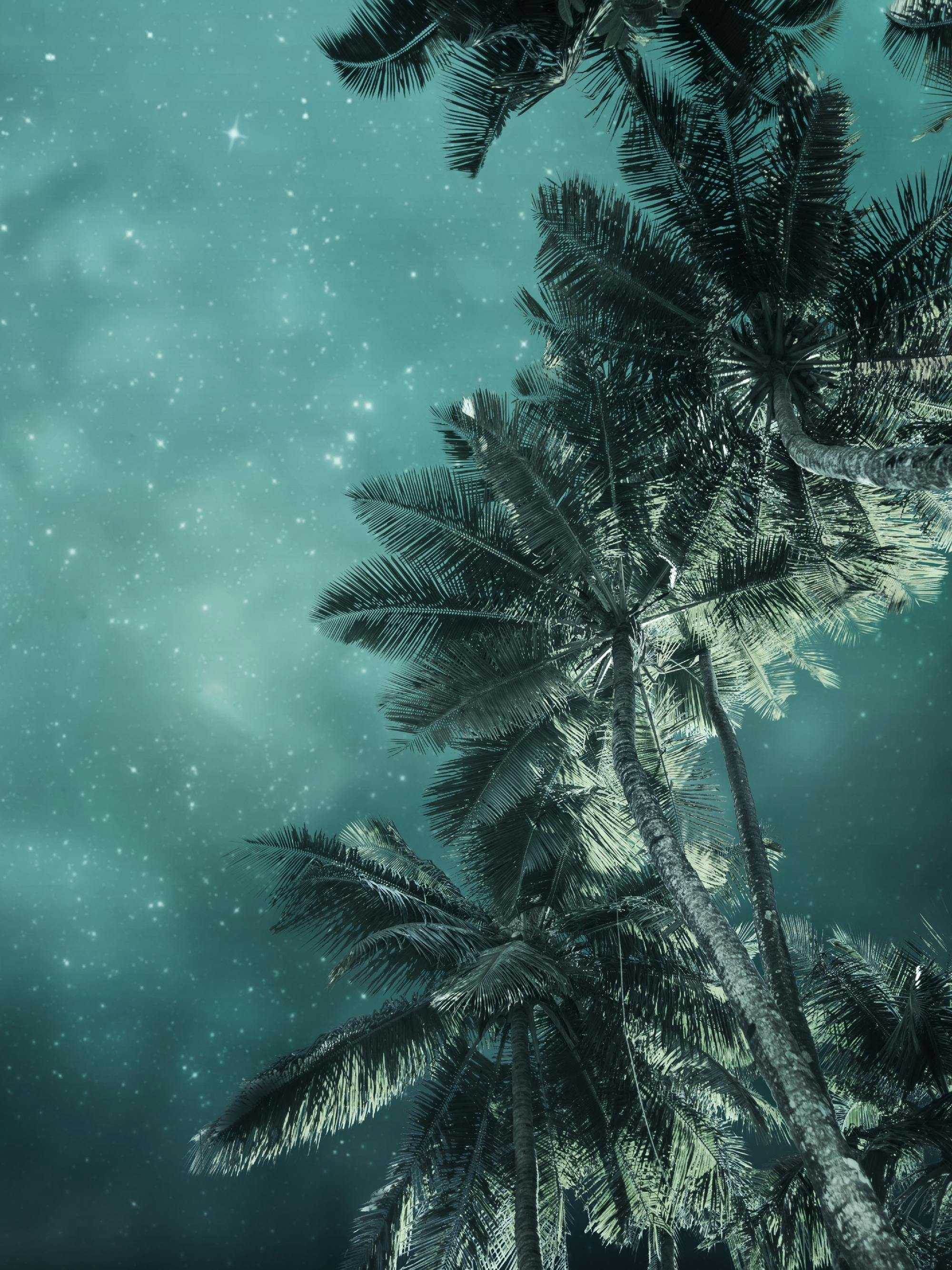 Tropical Night Wallpapers - Top Free Tropical Night Backgrounds ...