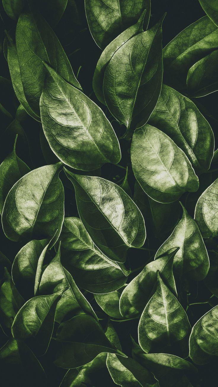 4K Plant Wallpapers - Top Free 4K Plant Backgrounds - WallpaperAccess