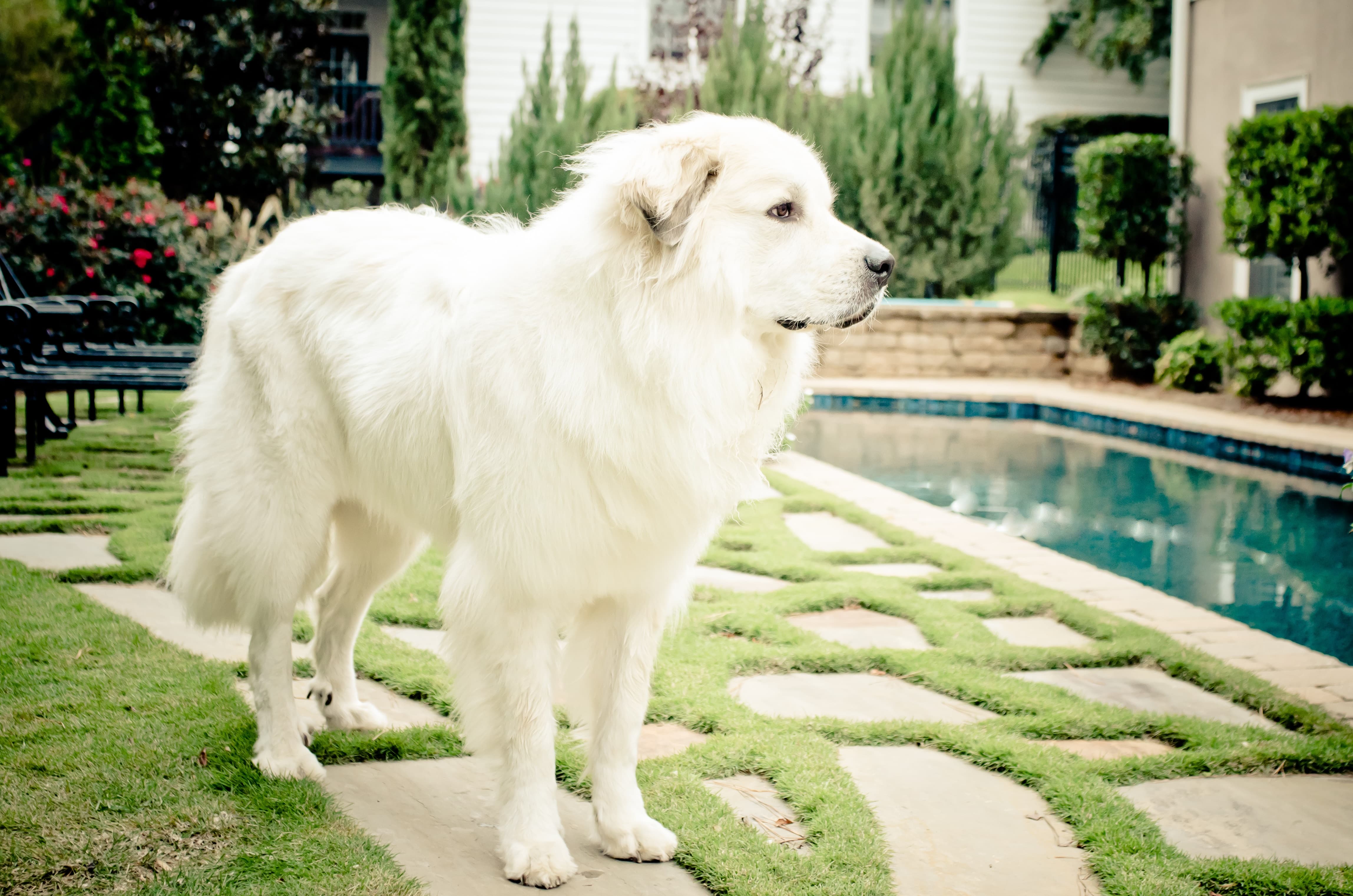 Great Pyrenees Wallpapers - Top Free Great Pyrenees Backgrounds ...
