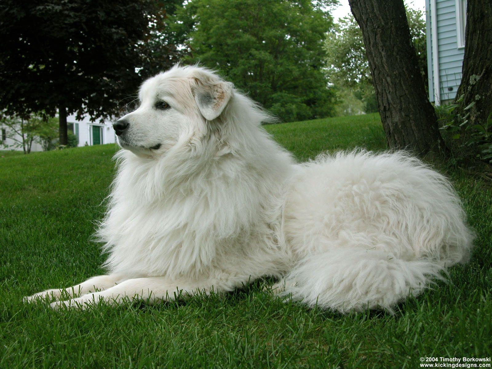 Great Pyrenees Wallpapers - Top Free Great Pyrenees Backgrounds ...