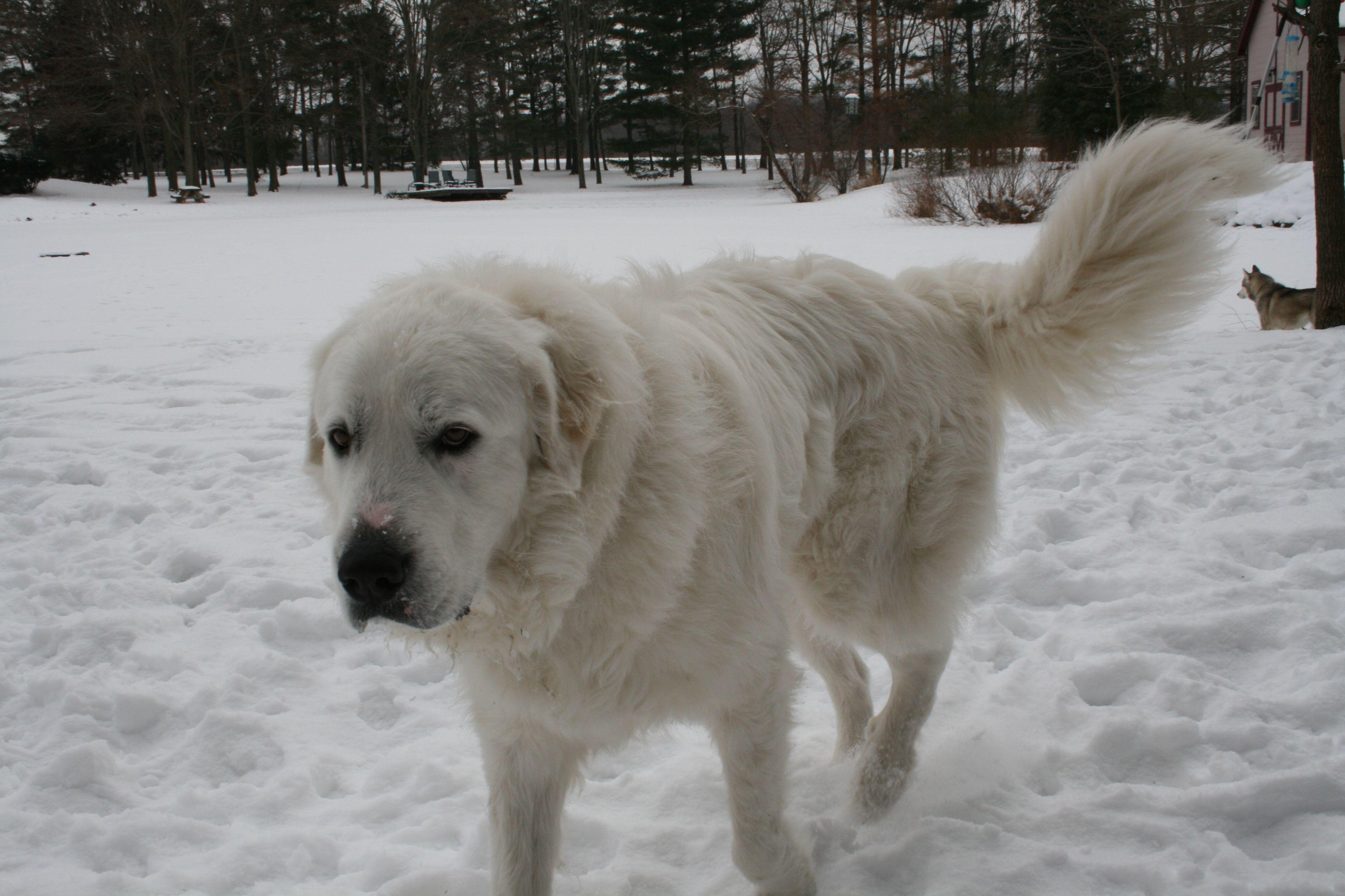 Great Pyrenees Wallpapers - Top Free Great Pyrenees Backgrounds ...