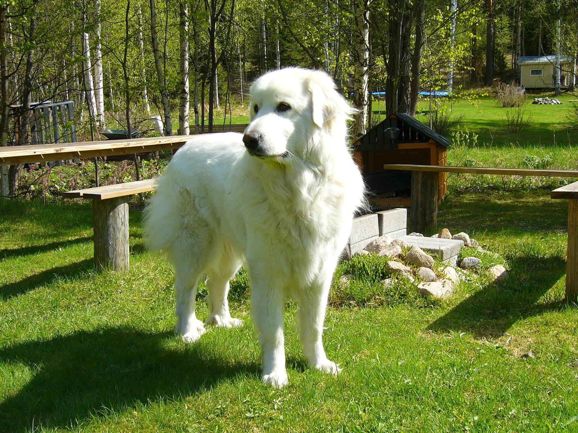 Great Pyrenees Wallpapers - Top Free Great Pyrenees Backgrounds ...
