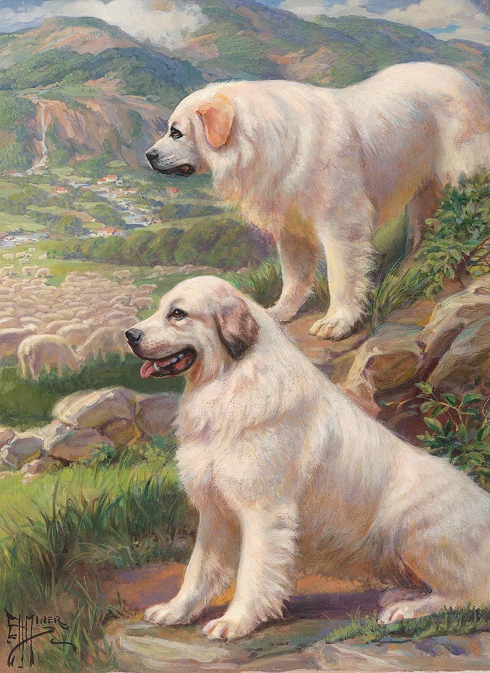 Great Pyrenees Wallpapers - Top Free Great Pyrenees Backgrounds ...