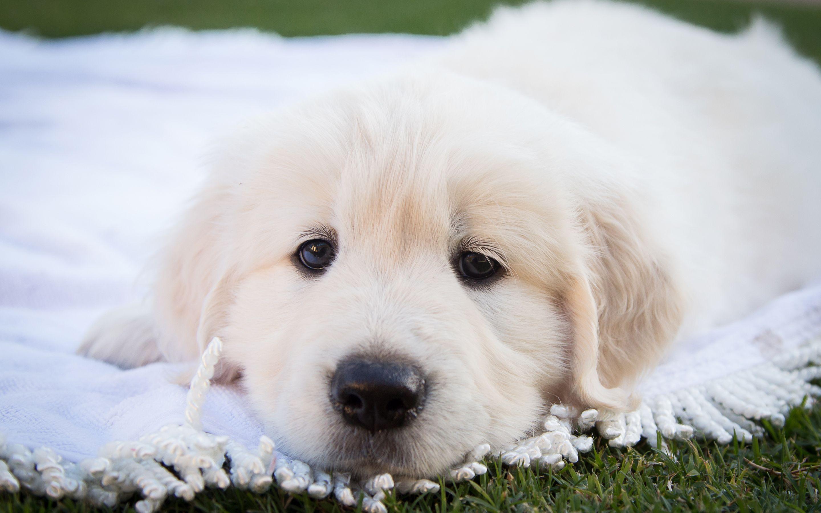 Great Pyrenees Wallpapers - Top Free Great Pyrenees Backgrounds ...