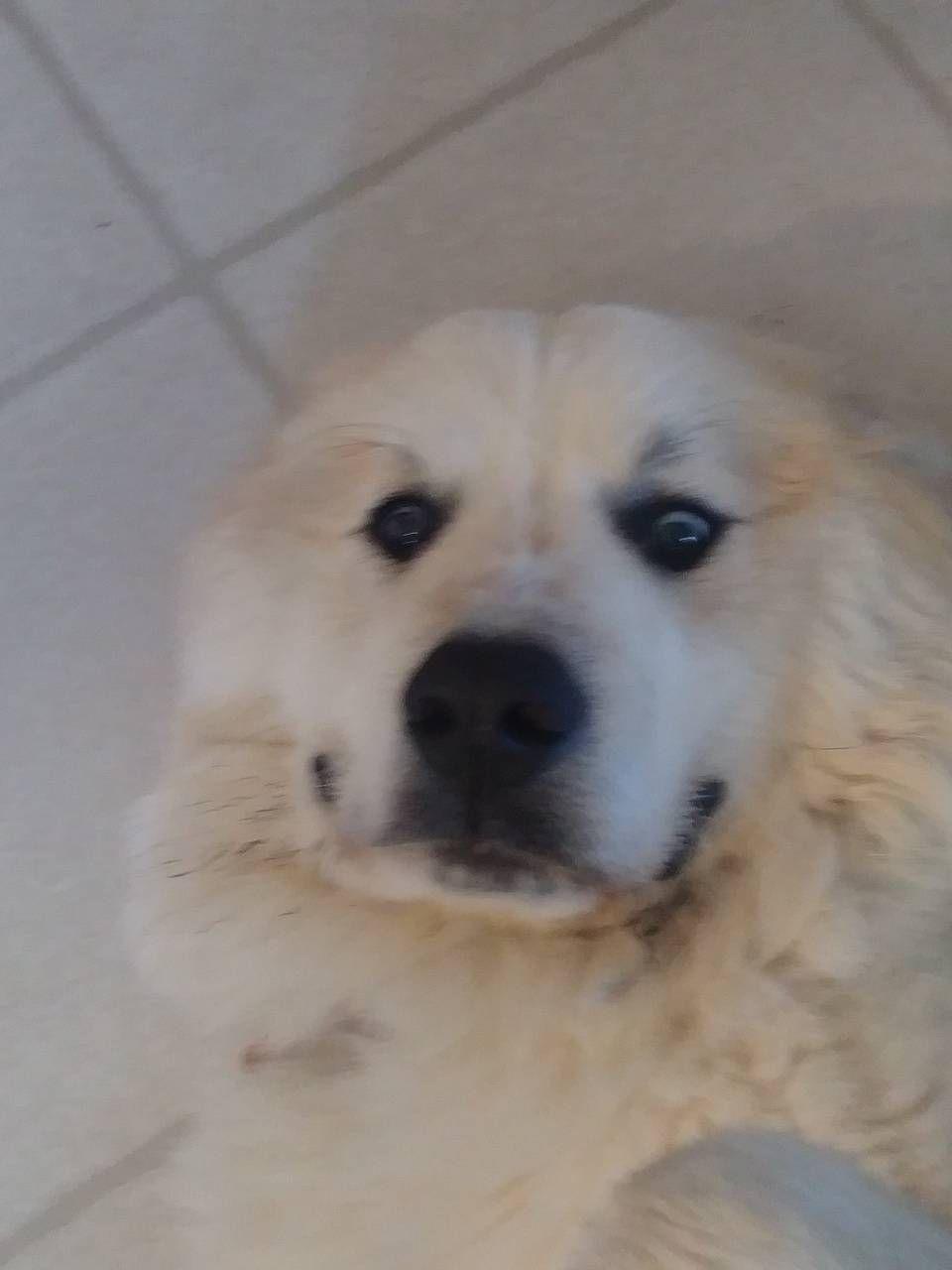 Great Pyrenees Wallpapers - Top Free Great Pyrenees Backgrounds ...