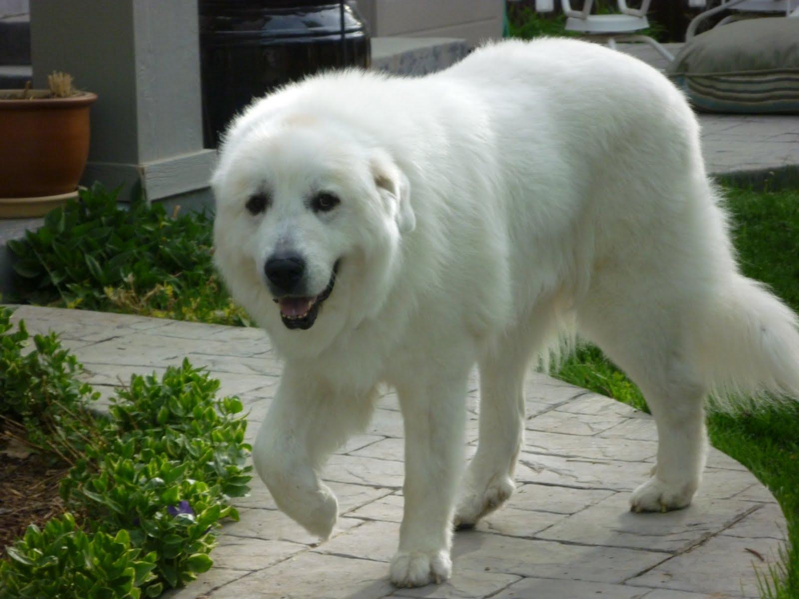 Great Pyrenees Wallpapers - Top Free Great Pyrenees Backgrounds ...