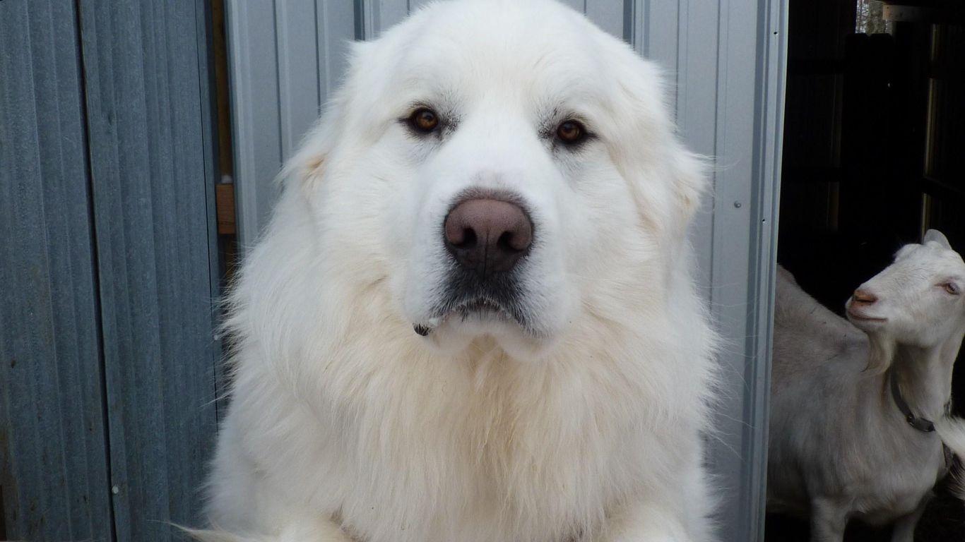 Great Pyrenees Wallpapers - Top Free Great Pyrenees Backgrounds ...