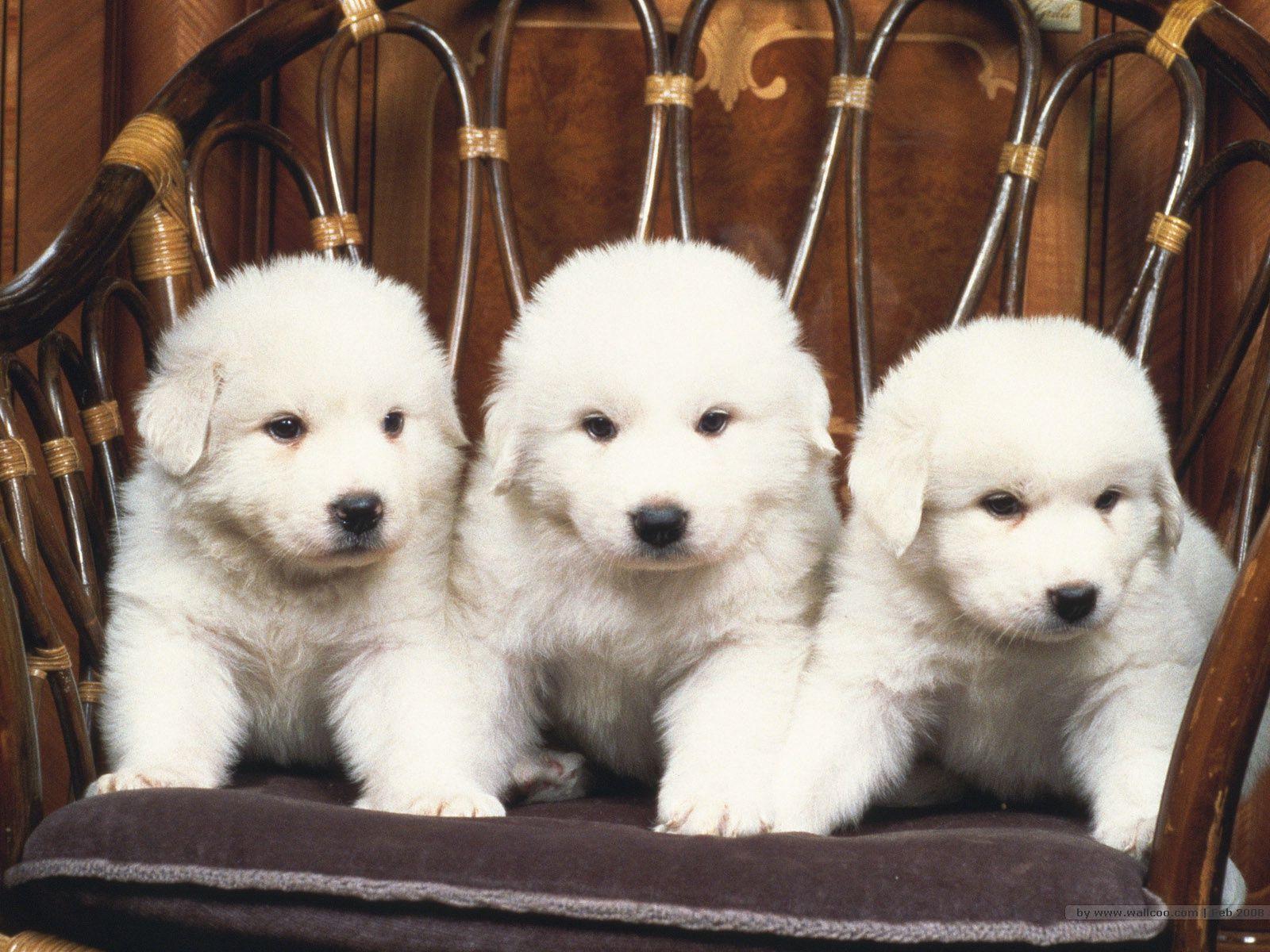 Great Pyrenees Wallpapers - Top Free Great Pyrenees Backgrounds ...