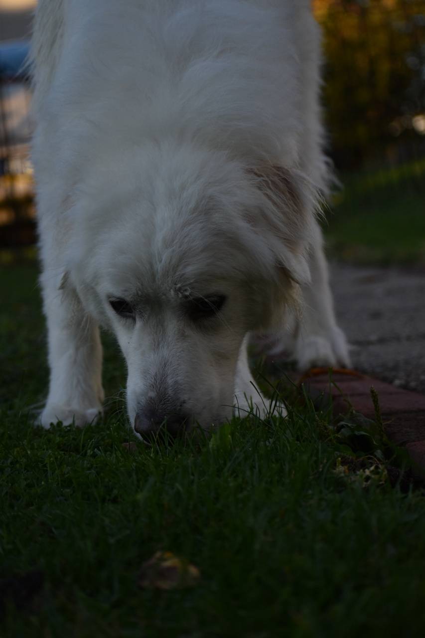 Great Pyrenees Wallpapers - Top Free Great Pyrenees Backgrounds ...