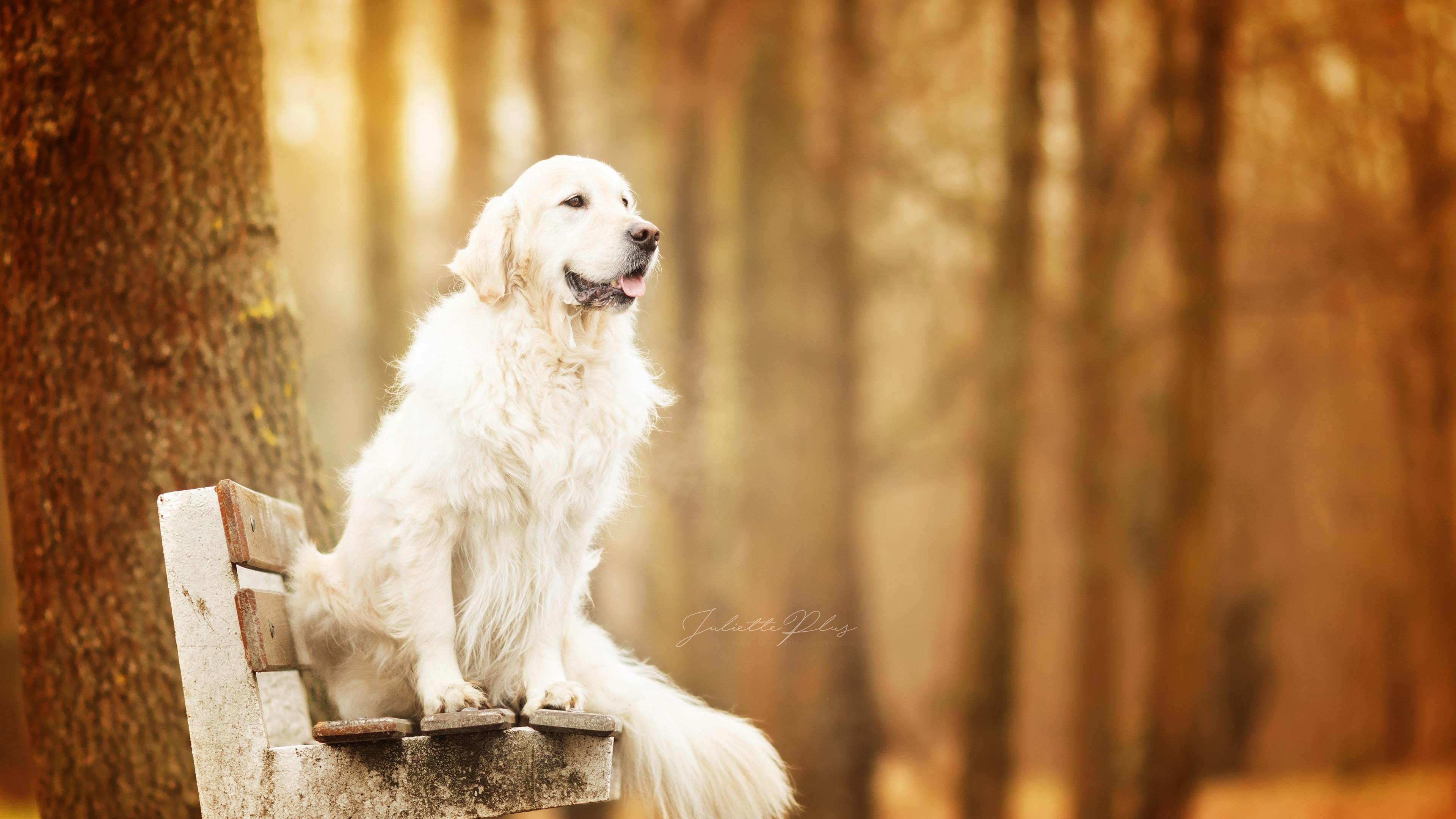 Great Pyrenees Wallpapers - Top Free Great Pyrenees Backgrounds ...