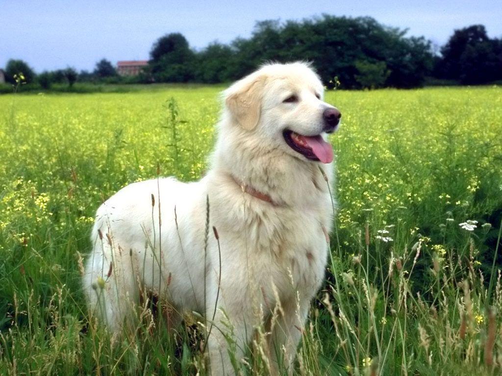 Great Pyrenees Wallpapers - Top Free Great Pyrenees Backgrounds ...