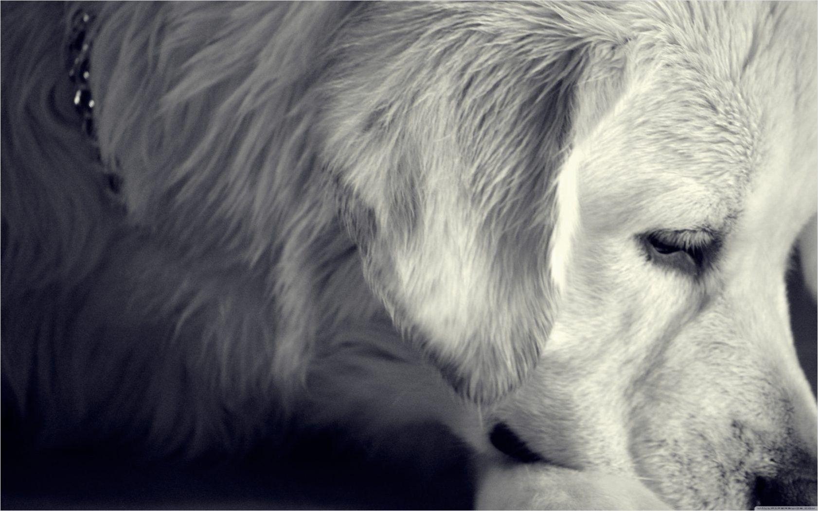 Great Pyrenees Wallpapers - Top Free Great Pyrenees Backgrounds ...