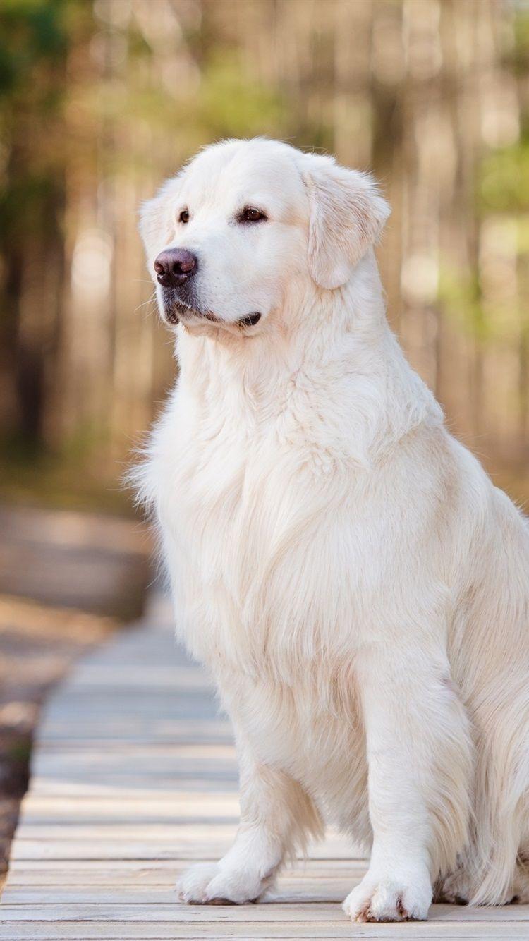Great Pyrenees Wallpapers - Top Free Great Pyrenees Backgrounds ...