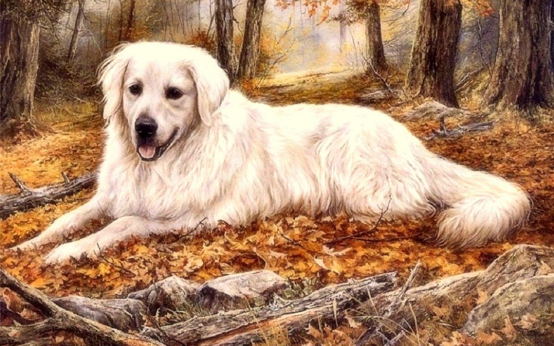 Great Pyrenees Wallpapers - Top Free Great Pyrenees Backgrounds ...