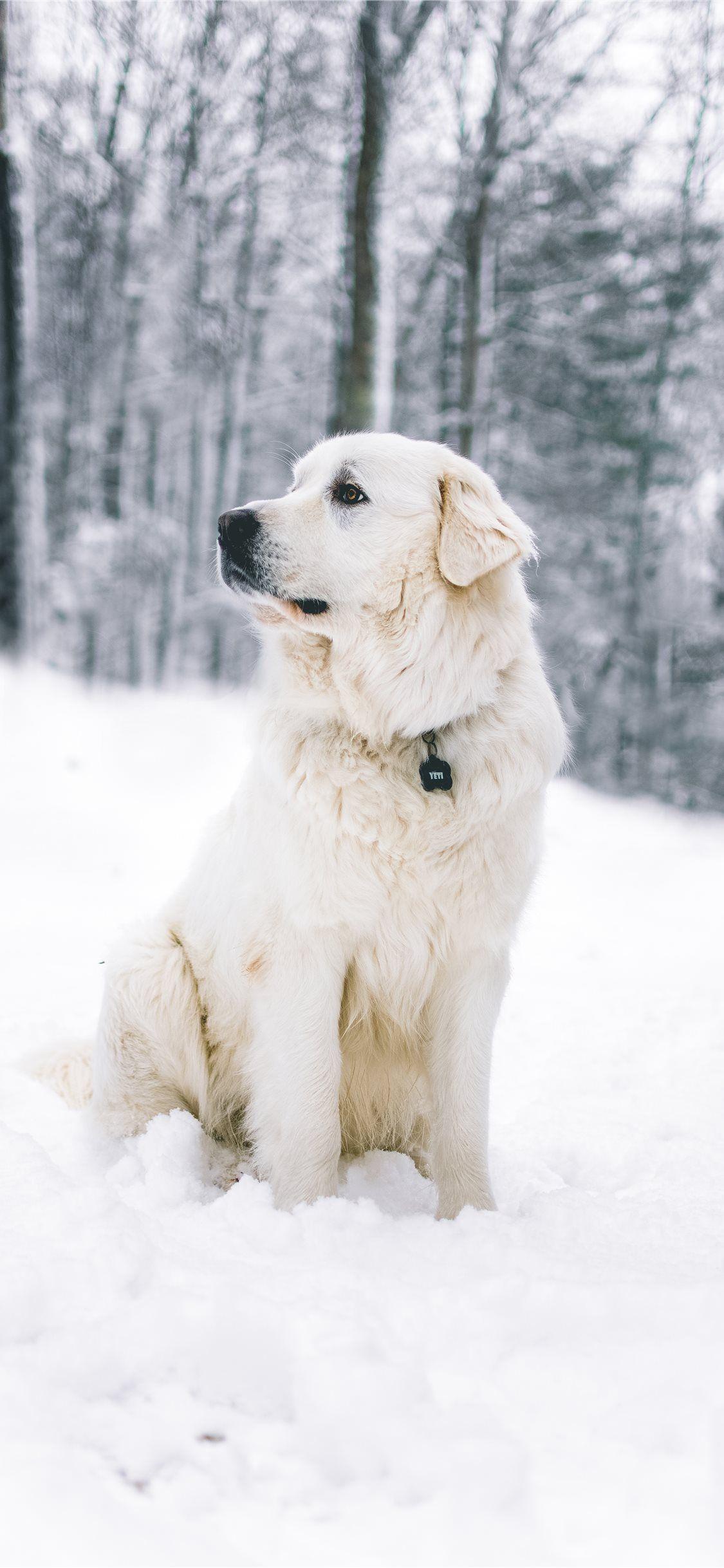 Great Pyrenees Wallpapers - Top Free Great Pyrenees Backgrounds ...