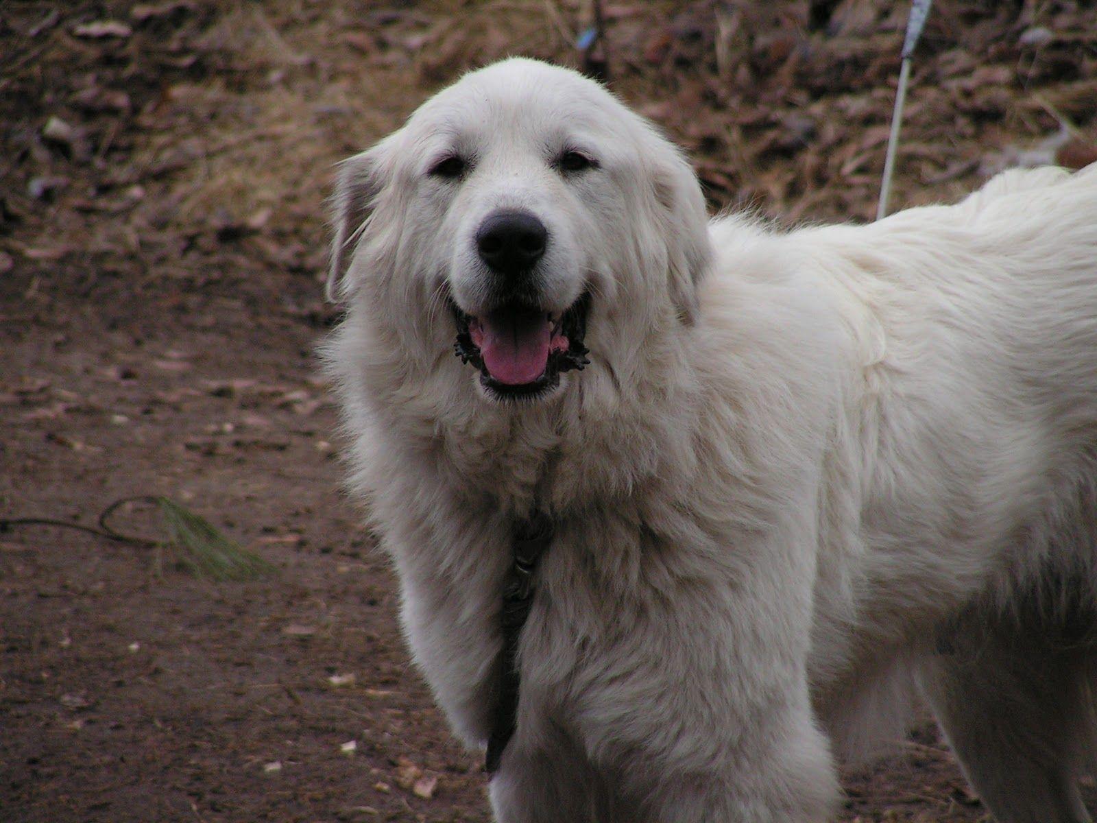 Great Pyrenees Wallpapers - Top Free Great Pyrenees Backgrounds ...