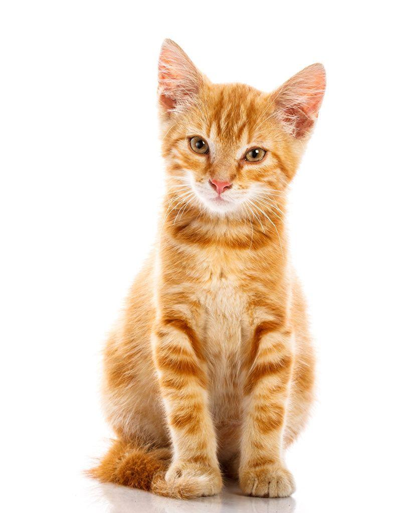 Orange Cats Wallpapers - Top Free Orange Cats Backgrounds - WallpaperAccess