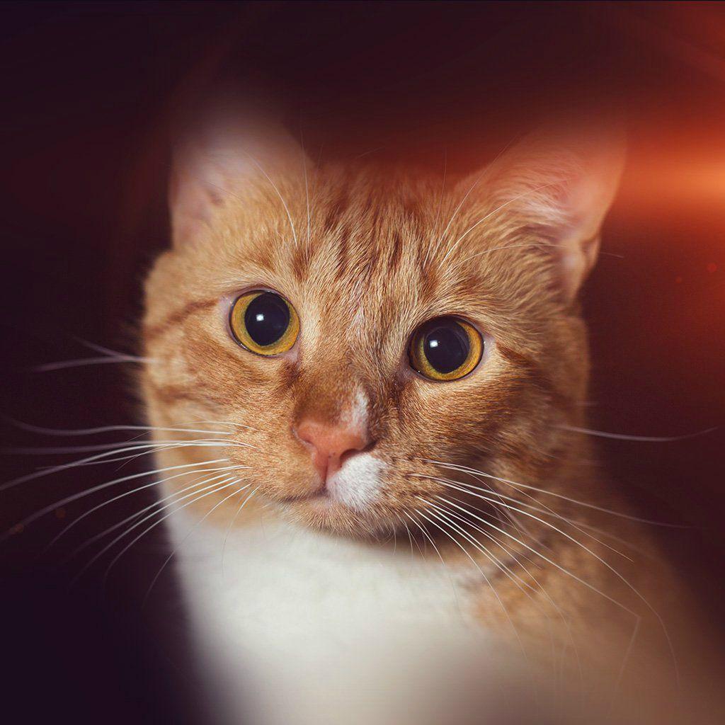 Orange Cats Wallpapers - Top Free Orange Cats Backgrounds - WallpaperAccess