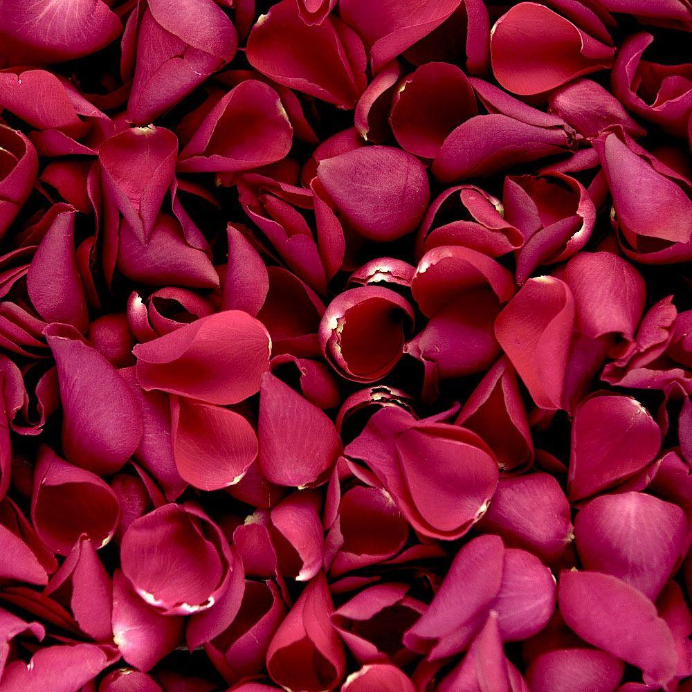 Flower Petals Wallpapers - Top Free Flower Petals Backgrounds ...