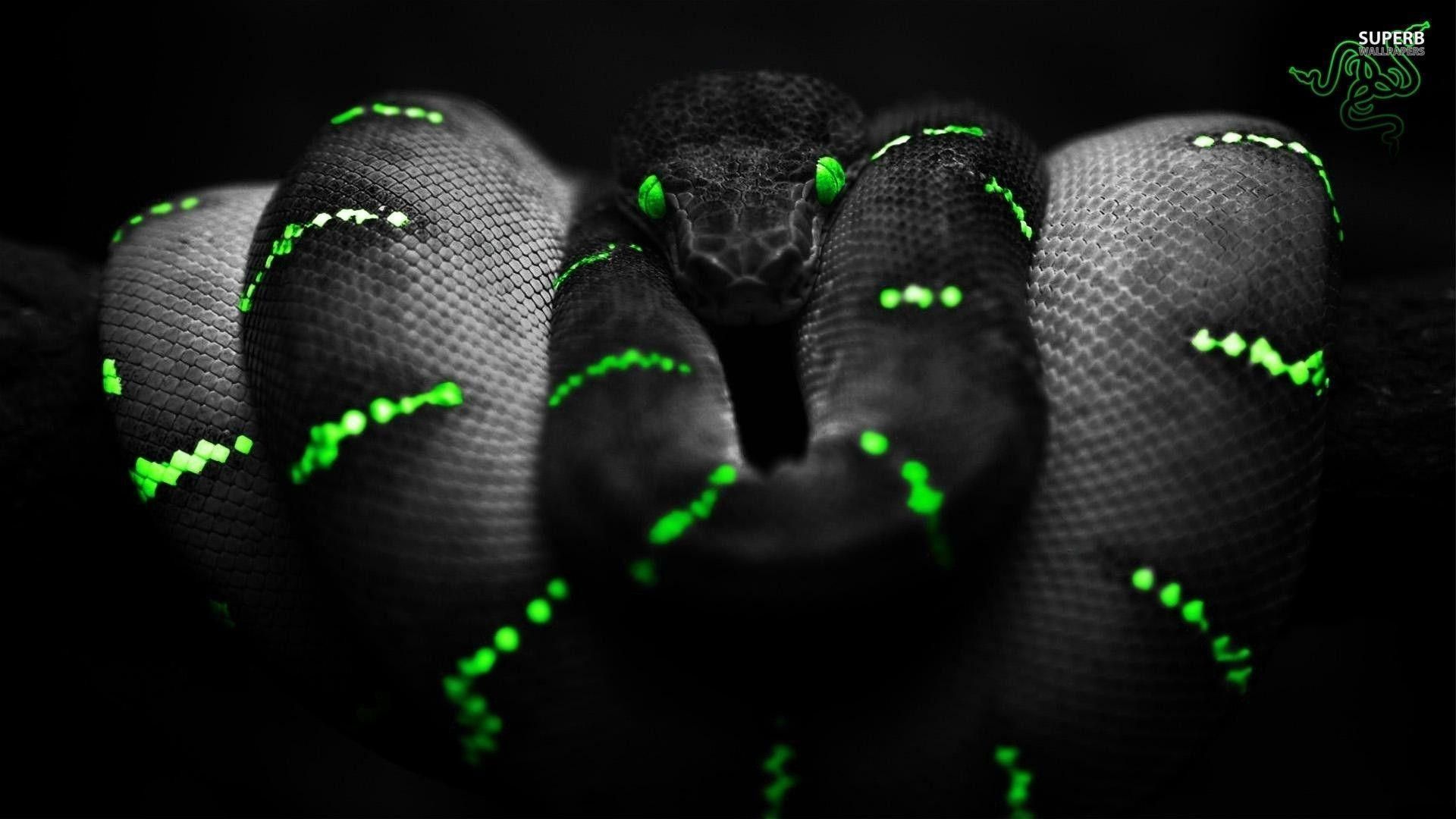 Black Python Wallpapers - Top Free Black Python Backgrounds - WallpaperAccess