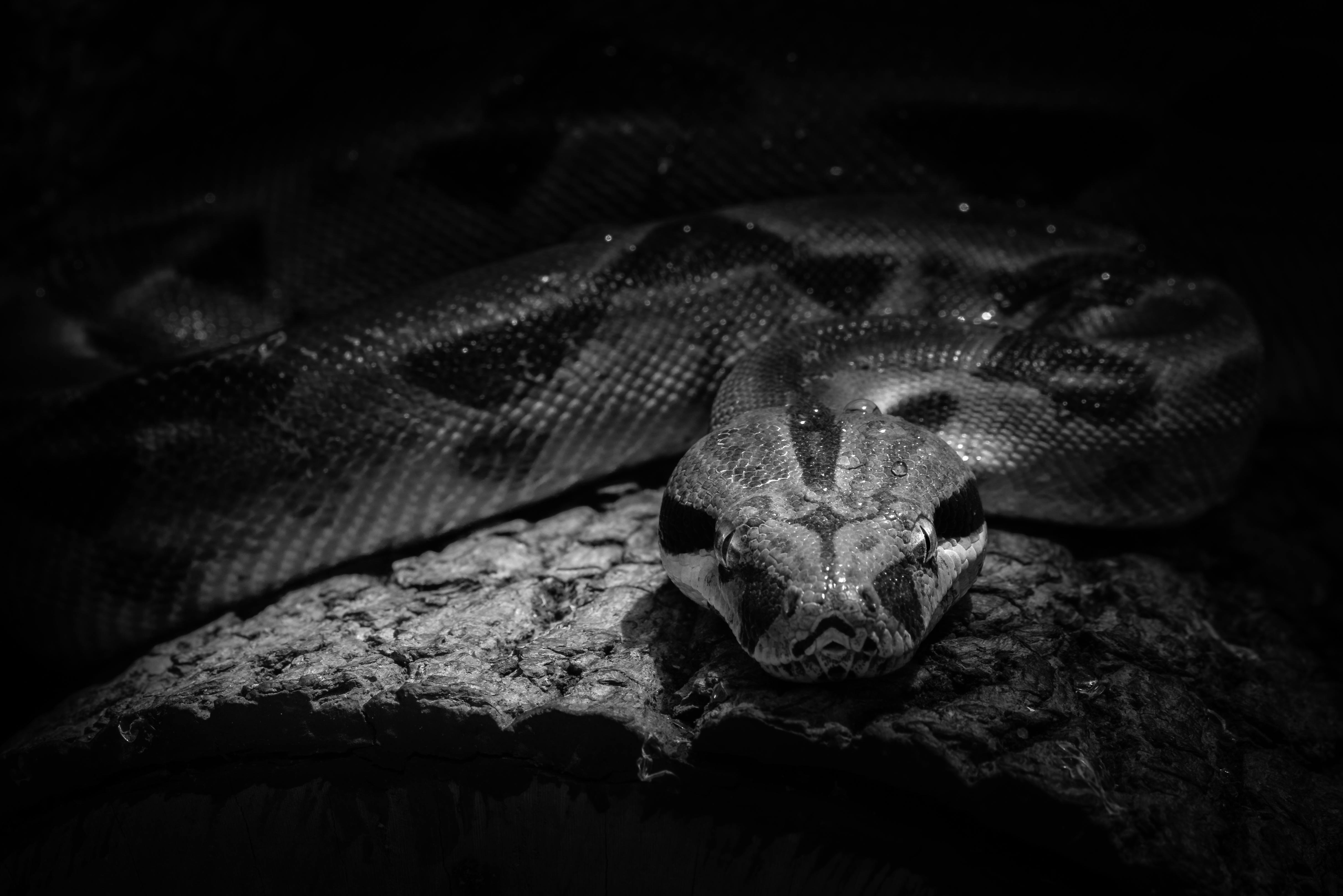 Black Python Wallpapers - Top Free Black Python Backgrounds ...