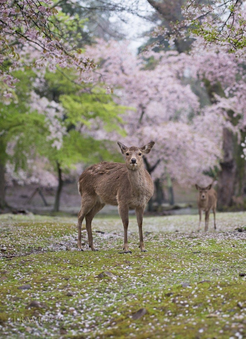 Nara Park Wallpapers - Top Free Nara Park Backgrounds - WallpaperAccess
