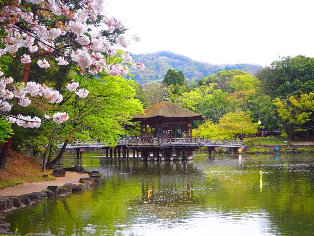 Nara Park Wallpapers - Top Free Nara Park Backgrounds - WallpaperAccess