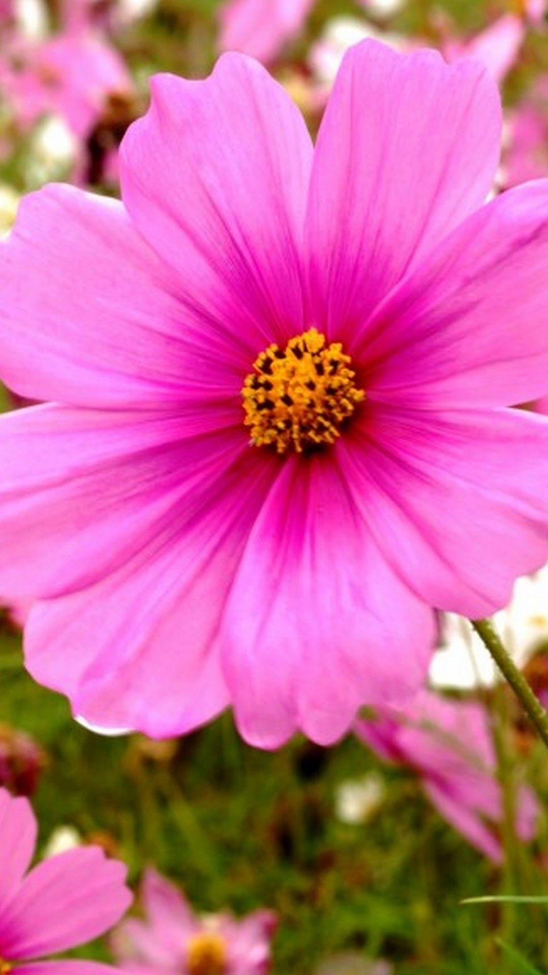 Cute Spring Phone Wallpapers - Top Free Cute Spring Phone Backgrounds ...