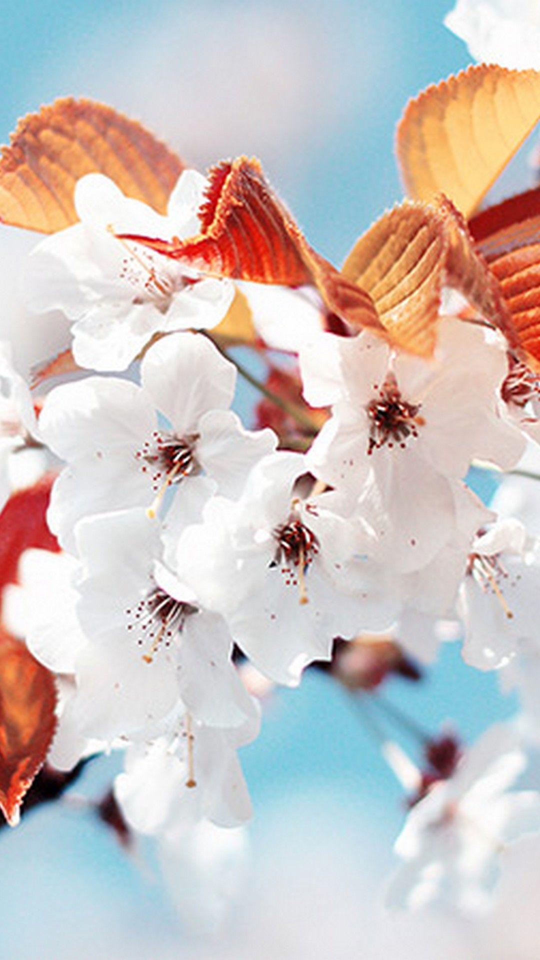 Cute Spring Phone Wallpapers - Top Free Cute Spring Phone Backgrounds ...